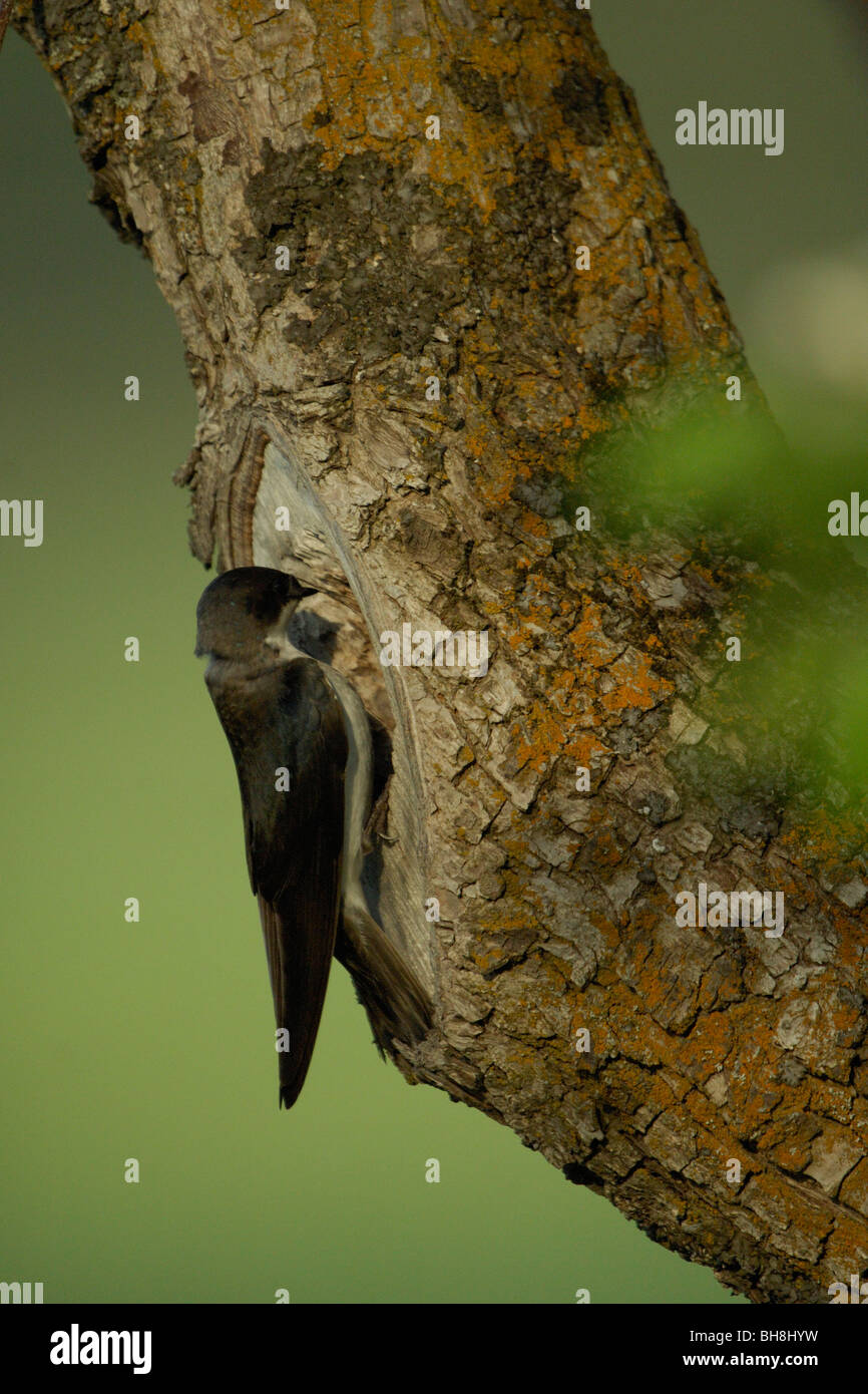 Tree swallow (Tachycineta bicolor), looking for nesting cavity Stock ...