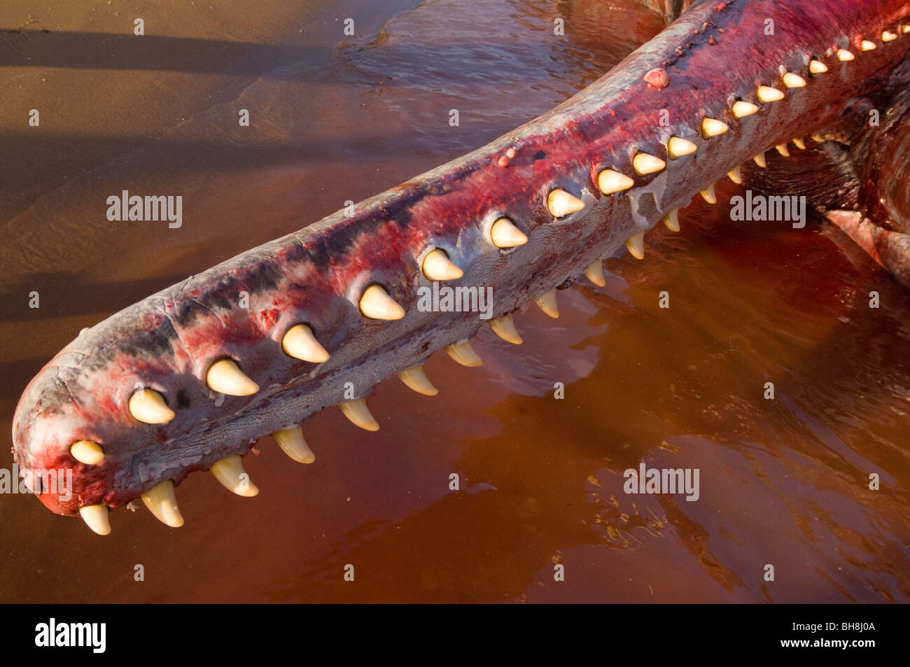 Whale teeth hi-res stock photography and images - Alamy