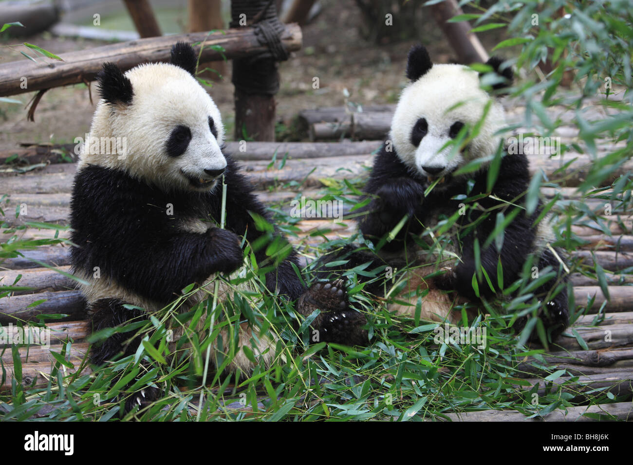 Chinese pandas hi-res stock photography and images - Alamy
