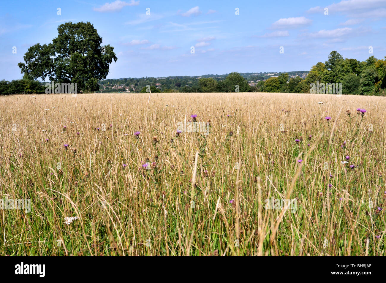 Preston hertfordshire hi-res stock photography and images - Alamy