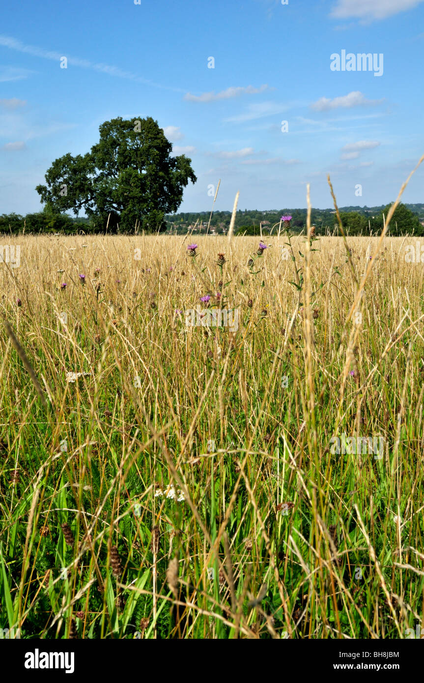 Preston hertfordshire hi-res stock photography and images - Alamy