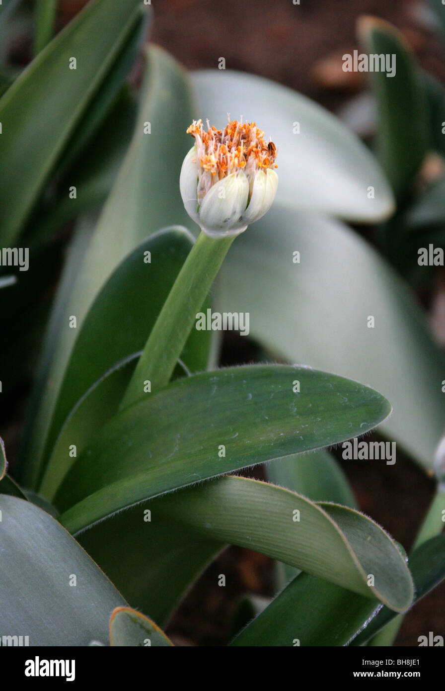 Powder Puff, Royal Paint Brush or White Blood Lily, Haemanthus albiflos ...