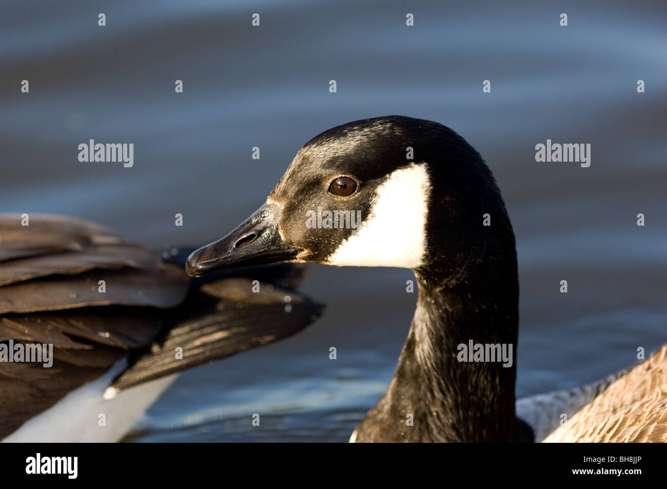 Adult canada goose hi-res stock photography and images - Alamy