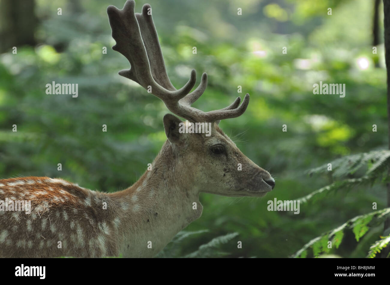 Red deer stag Stock Photo - Alamy