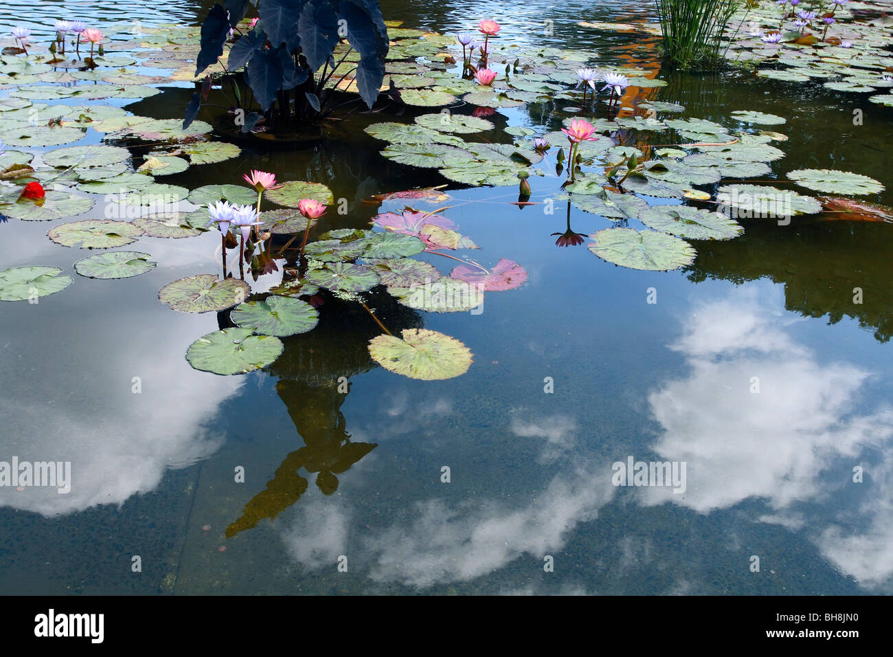 Aquatic waterlilies hi-res stock photography and images - Alamy