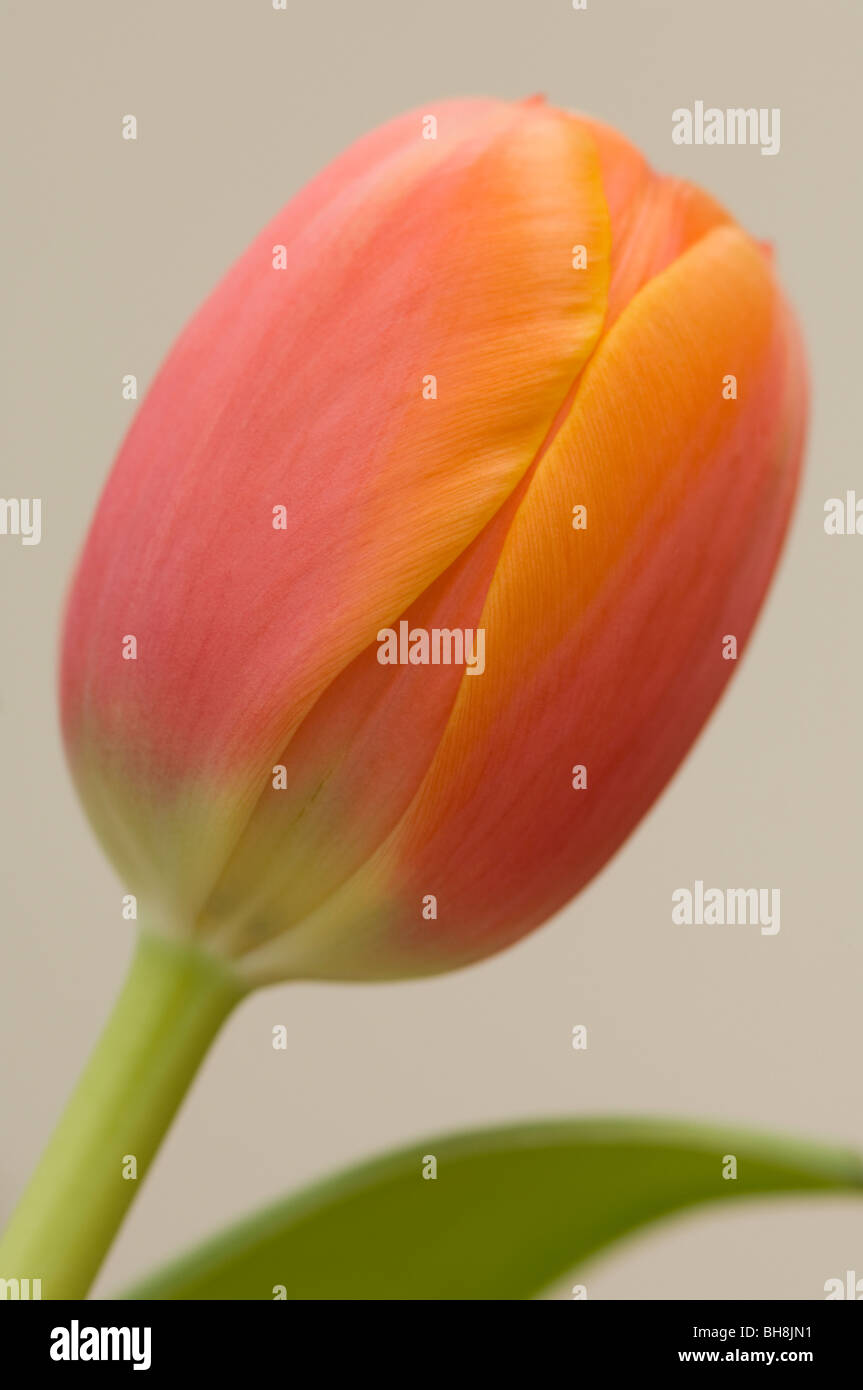 Still Life of a Tulip Stock Photo - Alamy