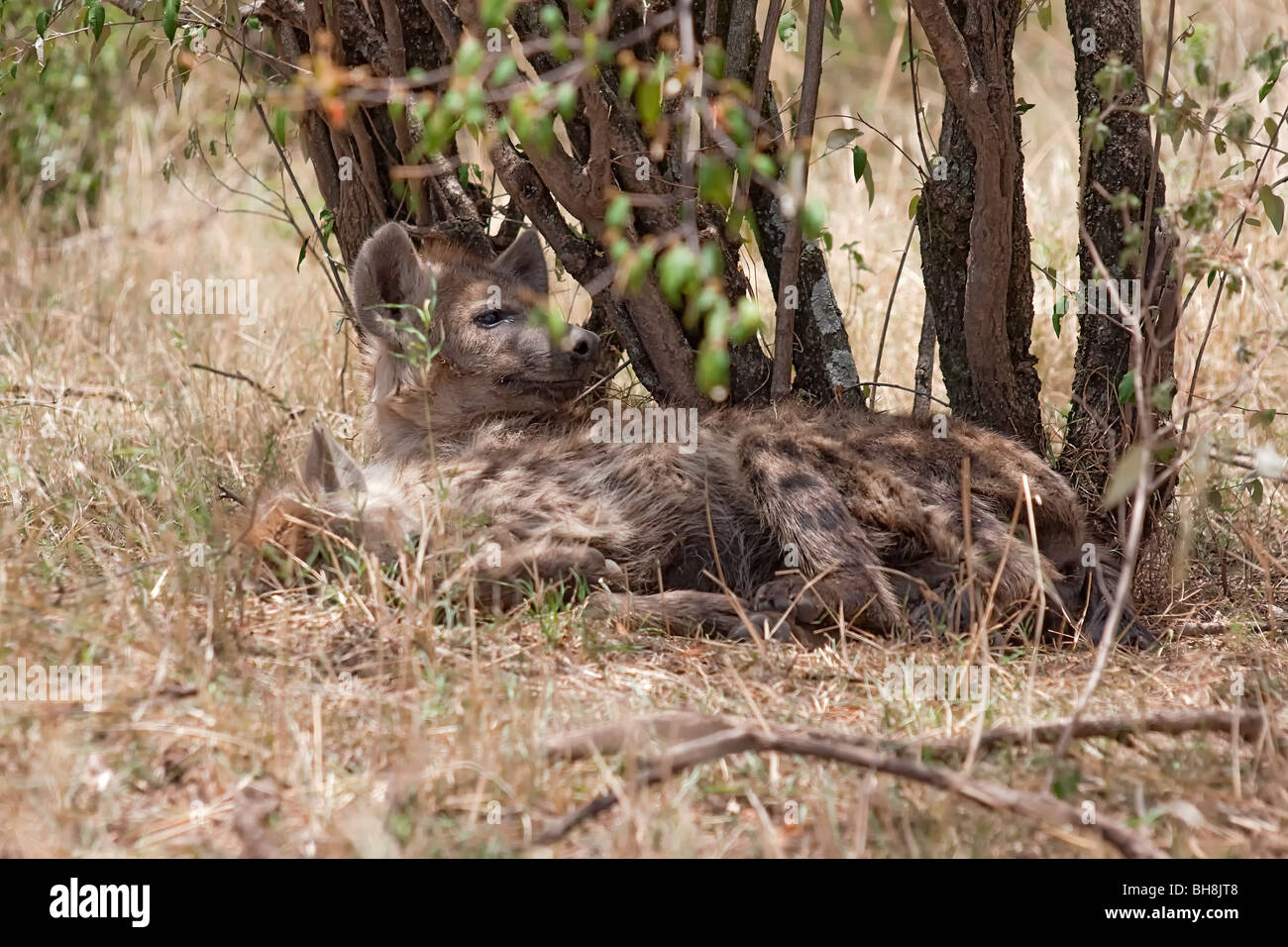 Sub adult spotted hyena hi-res stock photography and images - Alamy