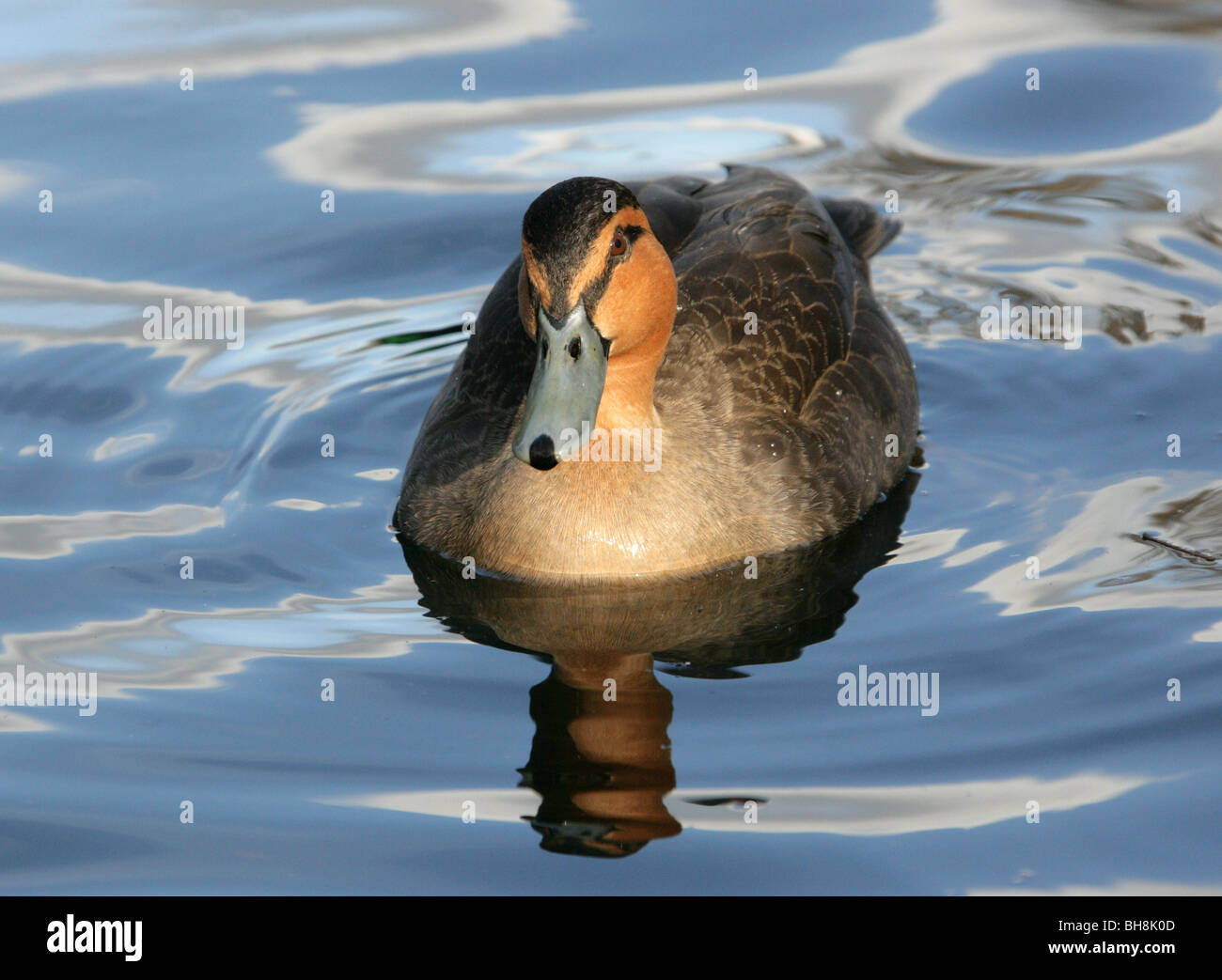 Philippine Duck, Anas luzonica, Anatidae. Rare Duck from the ...