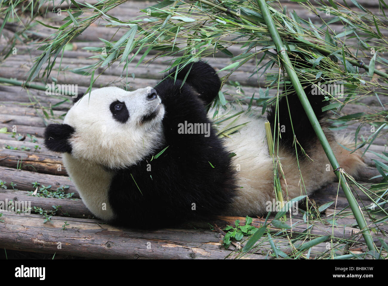 Chinese panda hi-res stock photography and images - Alamy