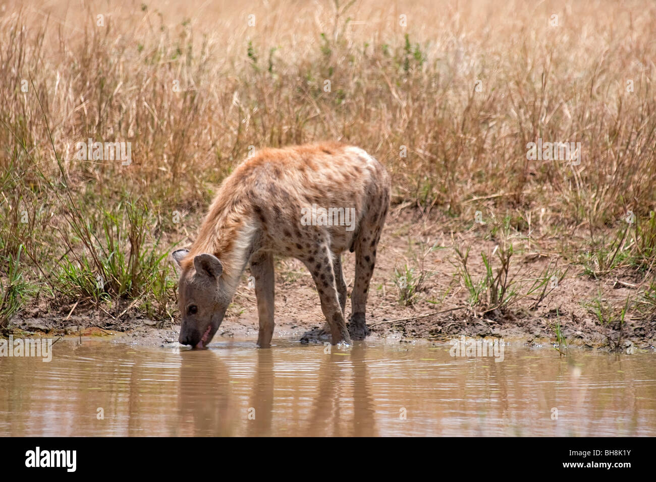 Adult Spotted Hyena drinking from pool Stock Photo - Alamy