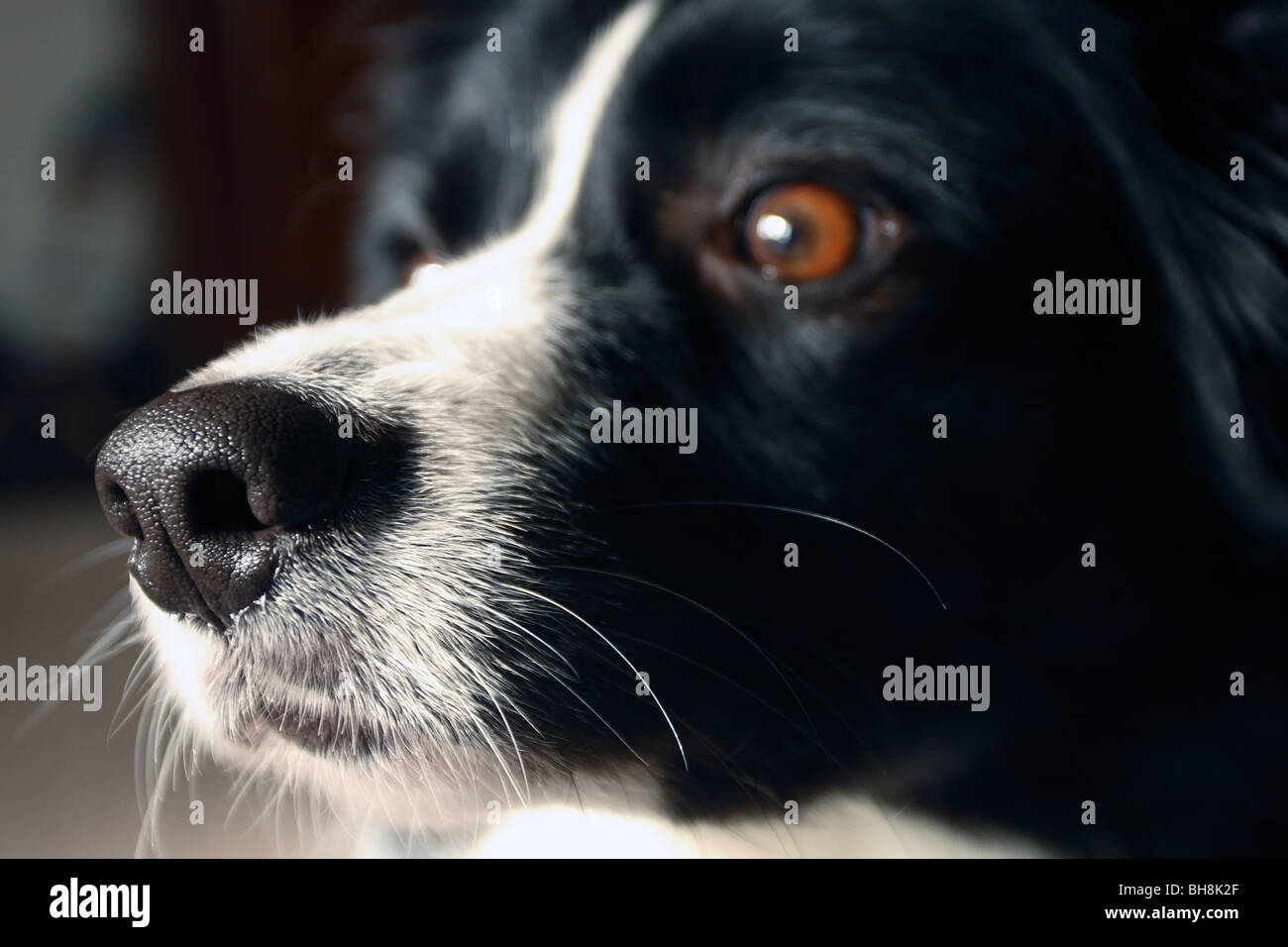 Collie with white nose hi-res stock photography and images - Alamy