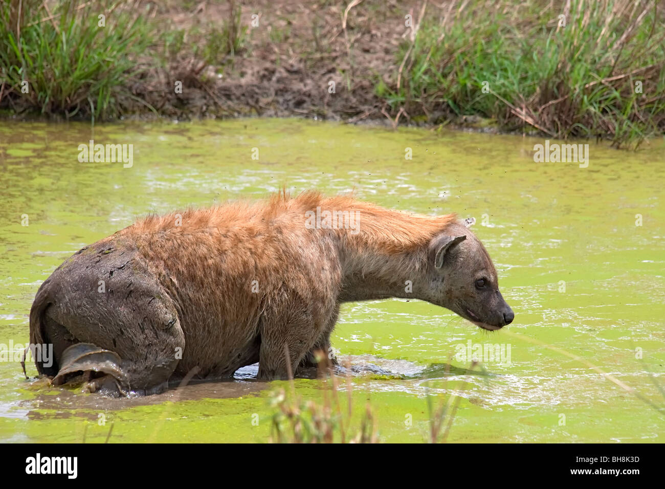 Adult female Spotted Hyena cooling off in pool Stock Photo - Alamy
