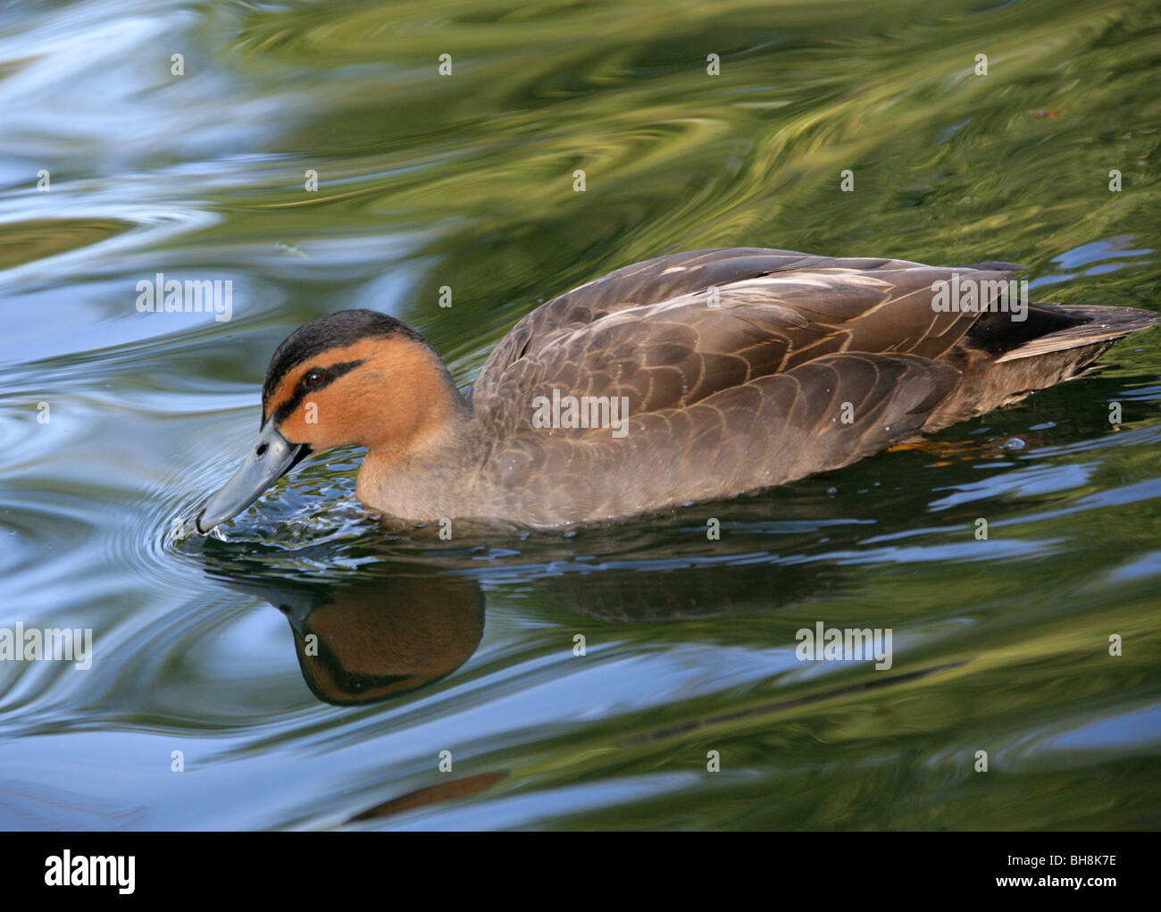 Philippine Duck, Anas luzonica, Anatidae. Rare Duck from the ...