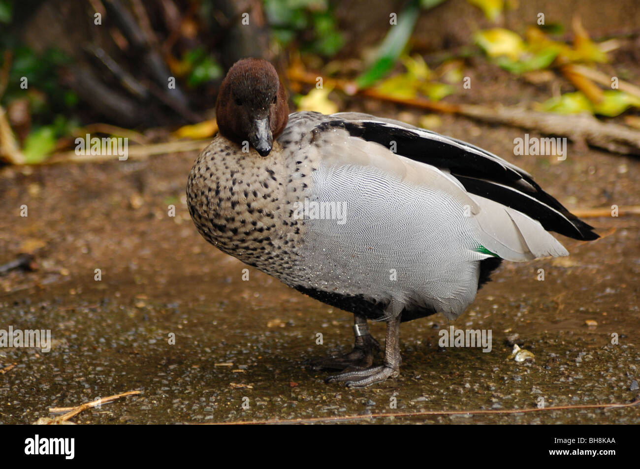 Male maned duck hi-res stock photography and images - Alamy