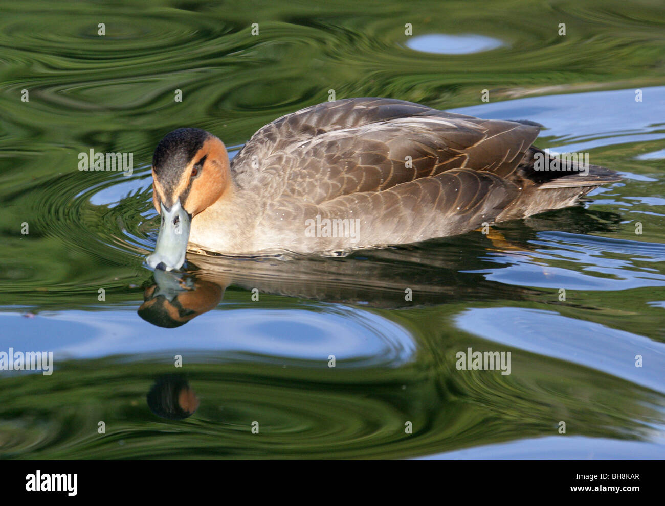 Philippine Duck, Anas luzonica, Anatidae. Rare Duck from the ...