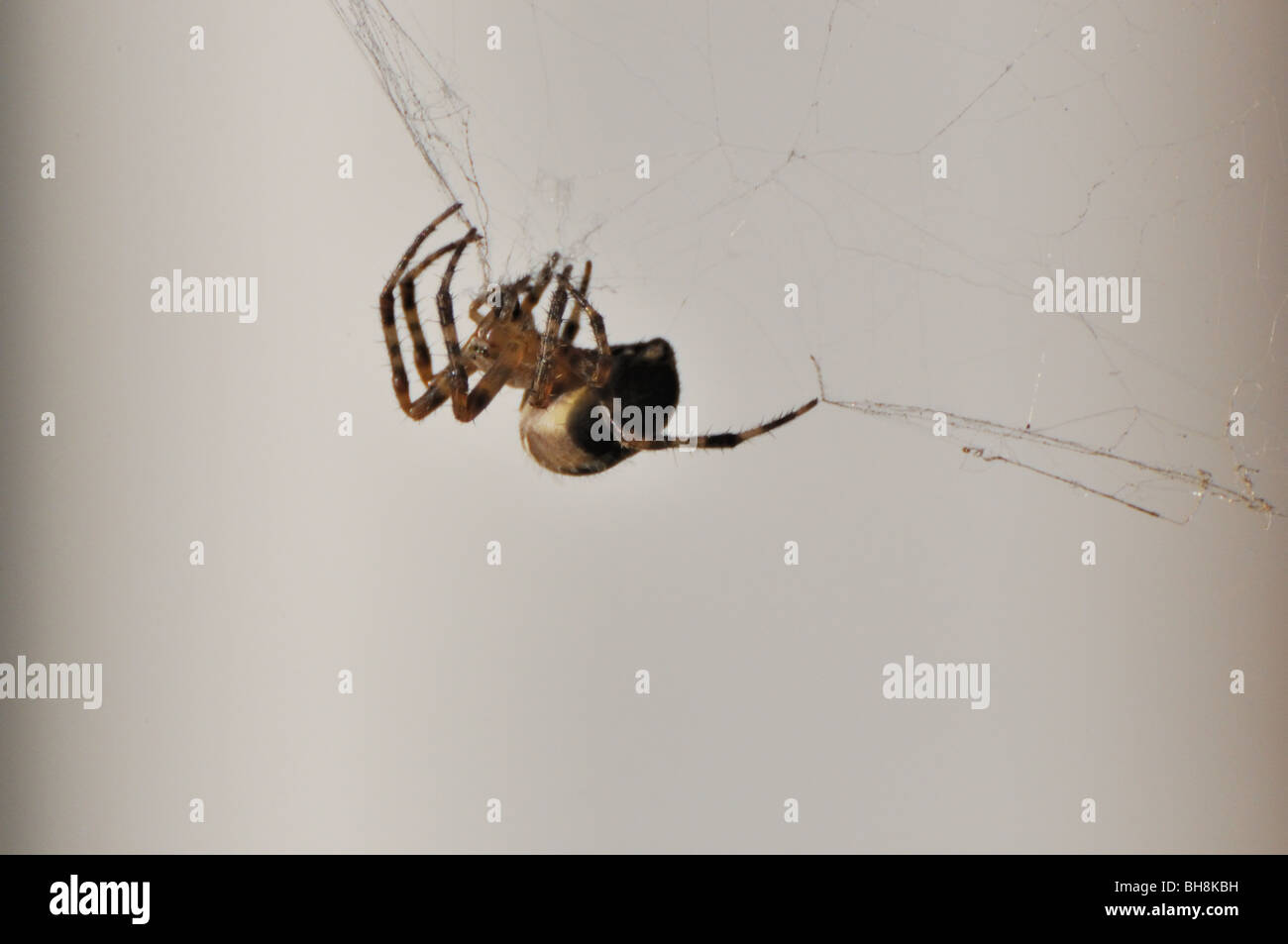 Spider hanging from web Stock Photo - Alamy