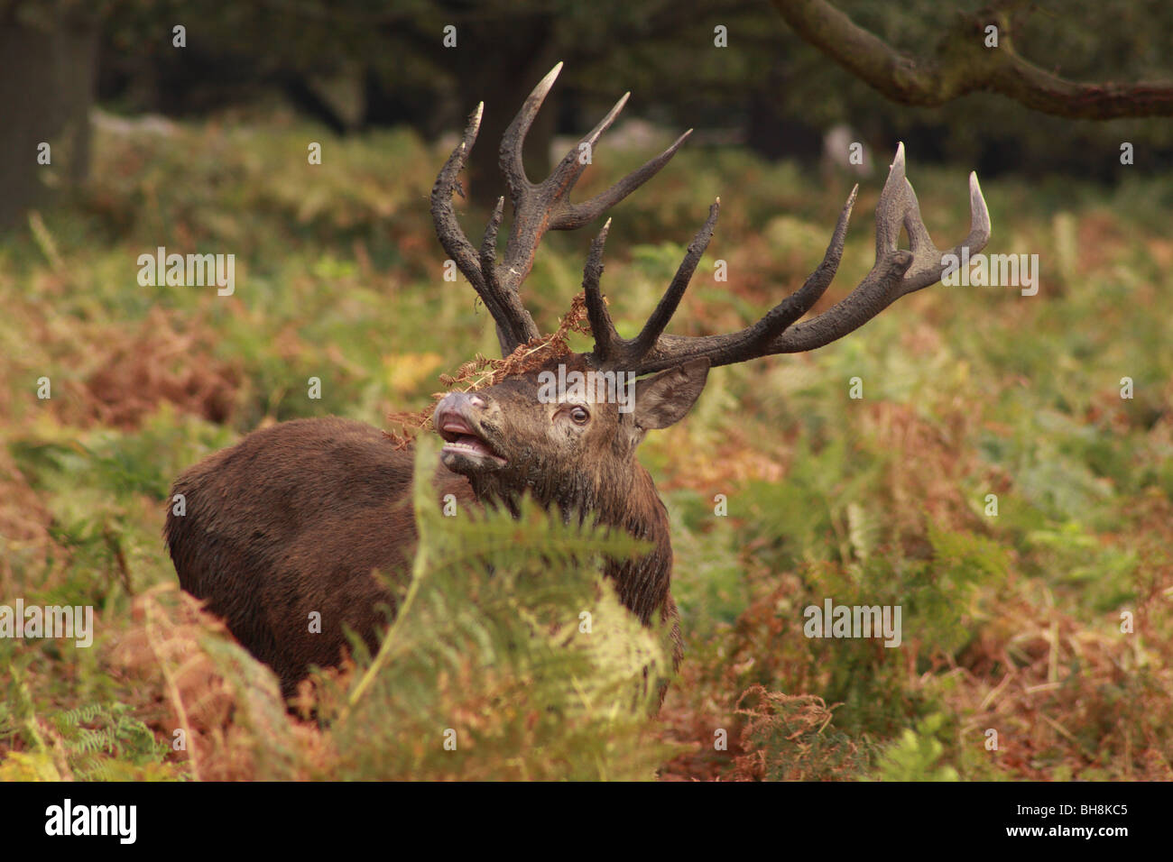 RED DEER ( CERVUS ELAPHUS Stock Photo - Alamy