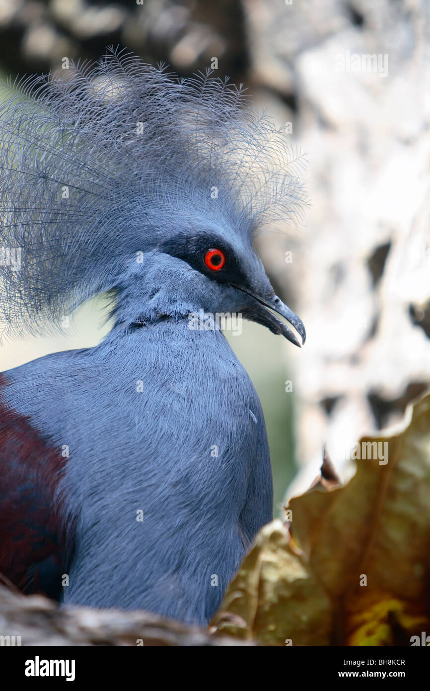 Common crowned pigeon hi-res stock photography and images - Alamy