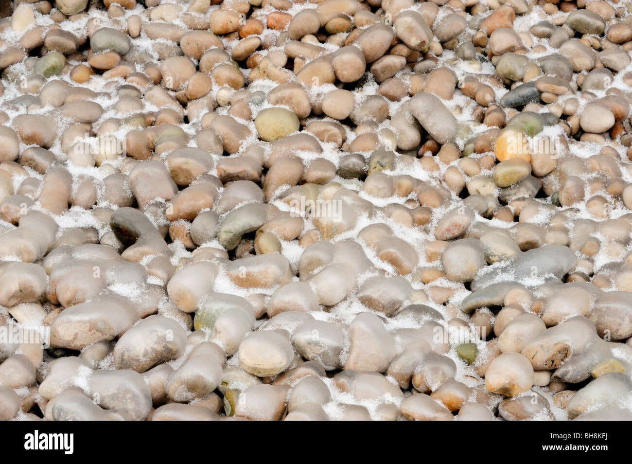 Lake Manitoba shoreline limestone rocks and pebbles coated with early ...