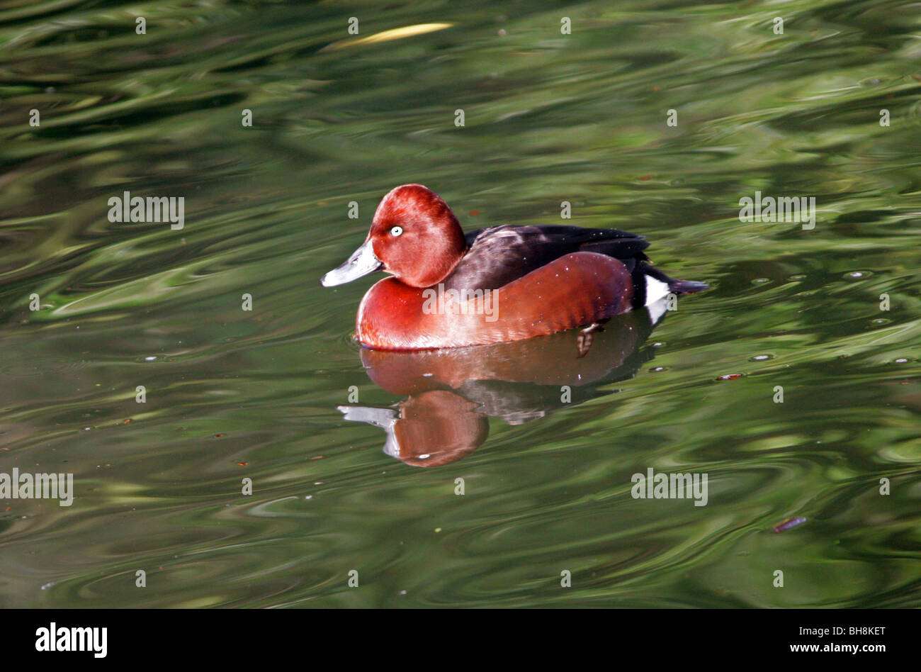 Ferruginous Duck, Aythya nyroca, Anatidae, Drake (Male Stock Photo - Alamy
