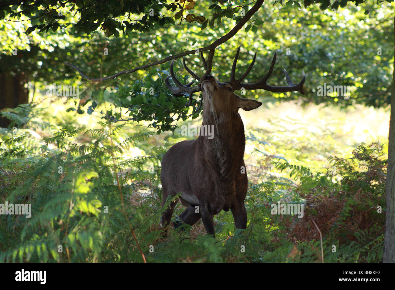 RED DEER ( CERVUS ELAPHUS Stock Photo - Alamy