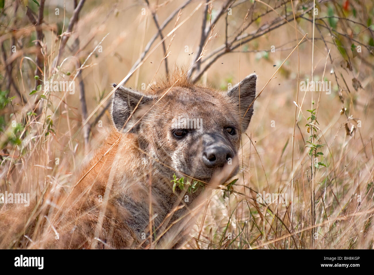 Adult Spotted Hyena in long grass Stock Photo - Alamy