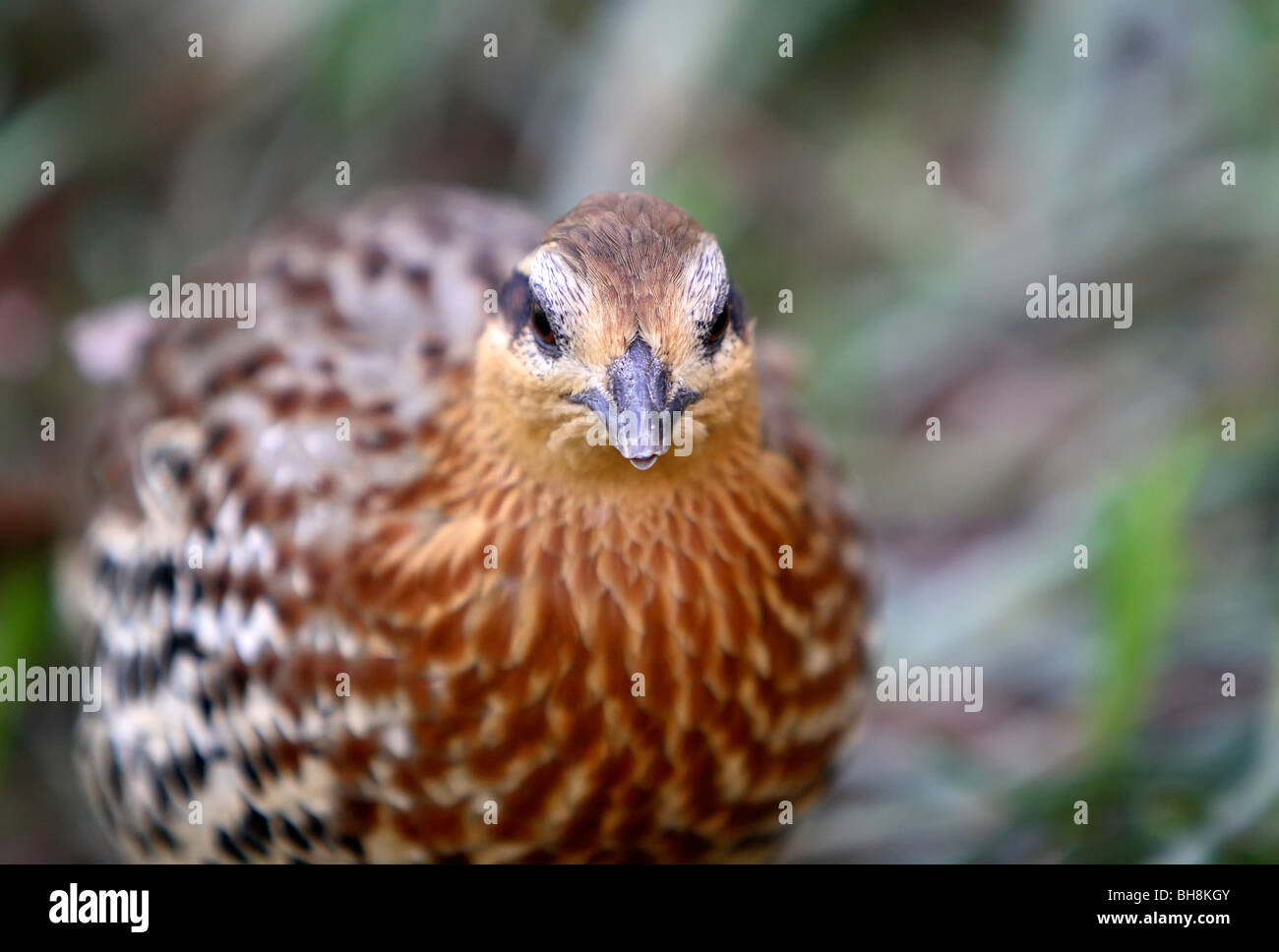 Mountain Bamboo-Partridge (Bambusicola fytchii Stock Photo - Alamy