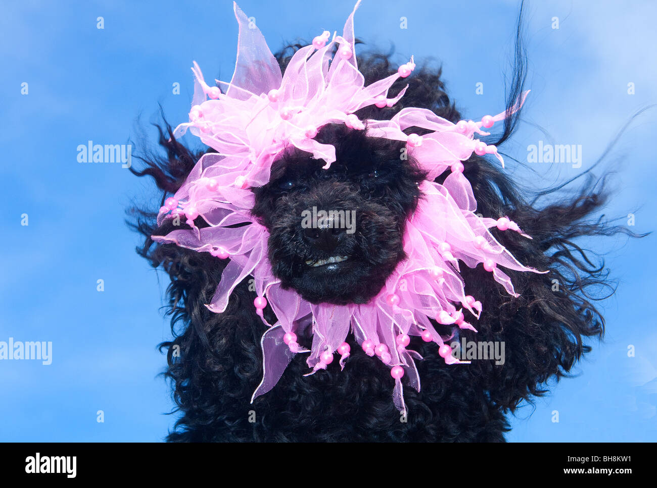 Tutu Cut Out Stock Images & Pictures - Alamy
