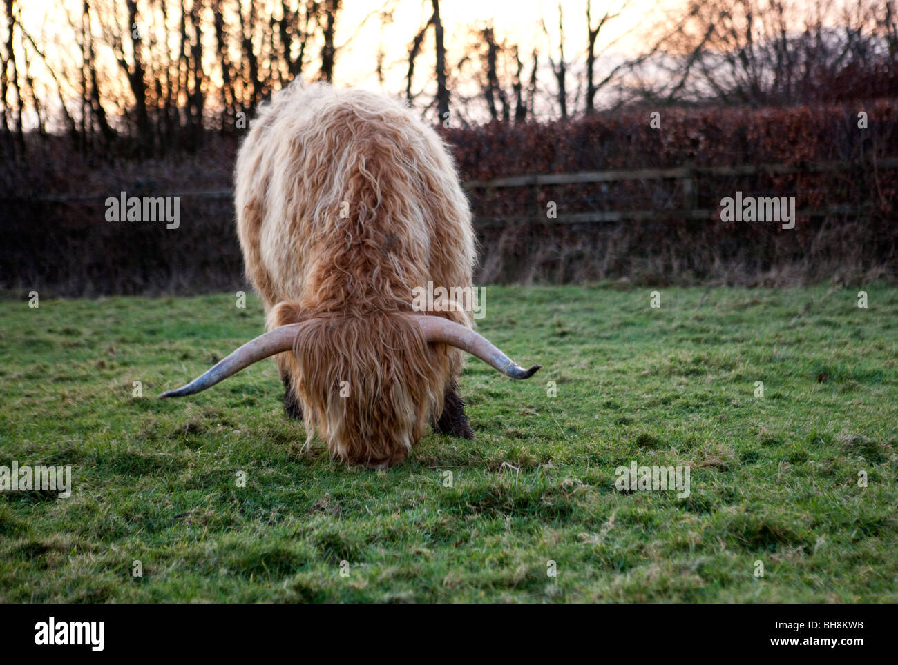 Portrait of a Highland Cow. Dartmoor National Park. Brentor. Devon ...
