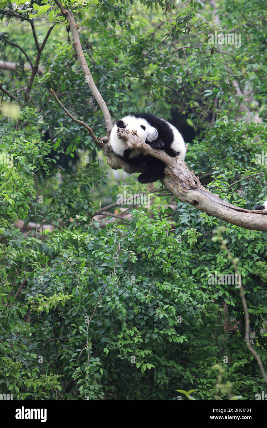 Chinese panda hi-res stock photography and images - Alamy
