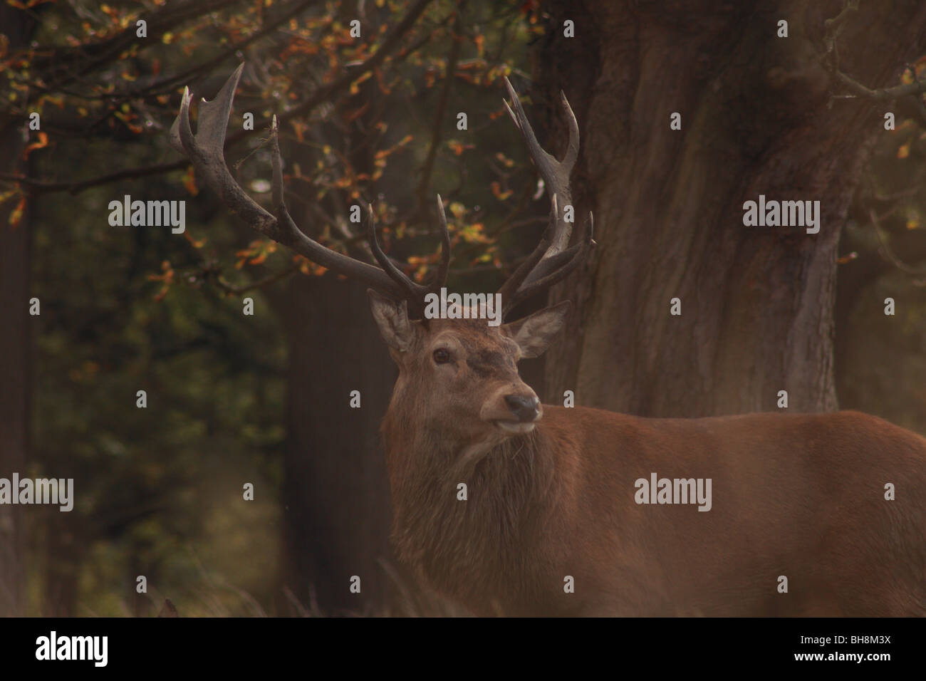 Red deer cervus elaphus pride wildlife hi-res stock photography and ...
