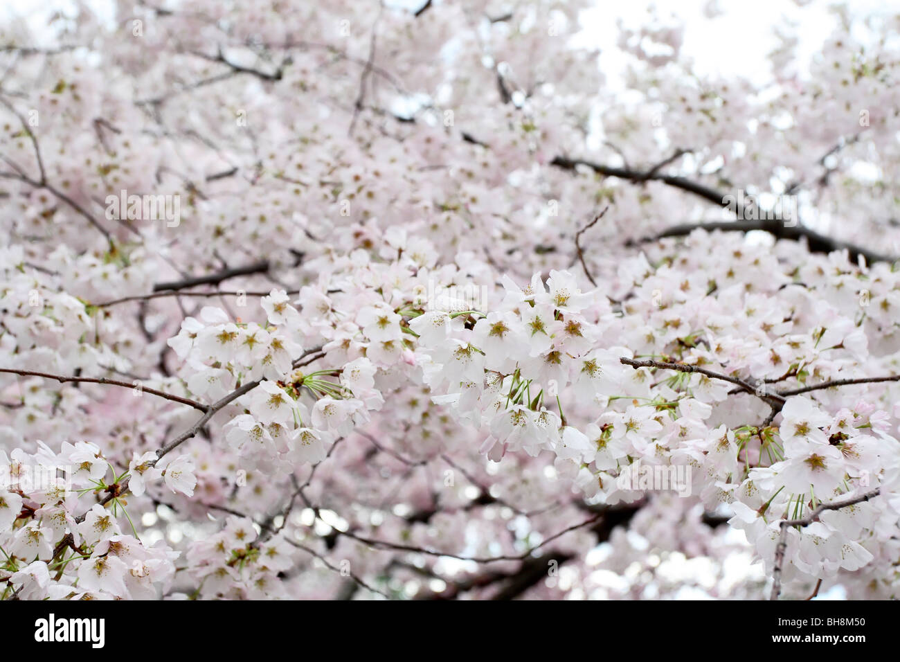 Yoshino Cherry blossoms (Prunus x yedoensis Stock Photo - Alamy Yoshino Cherry blossoms (Prunus x yedoensis Stock Photo - Alamy