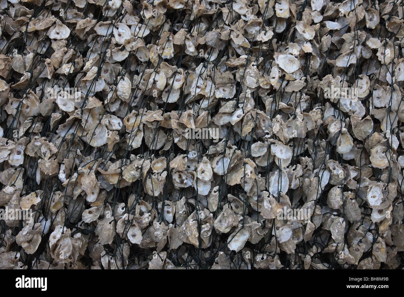 Background of shells Stock Photo - Alamy