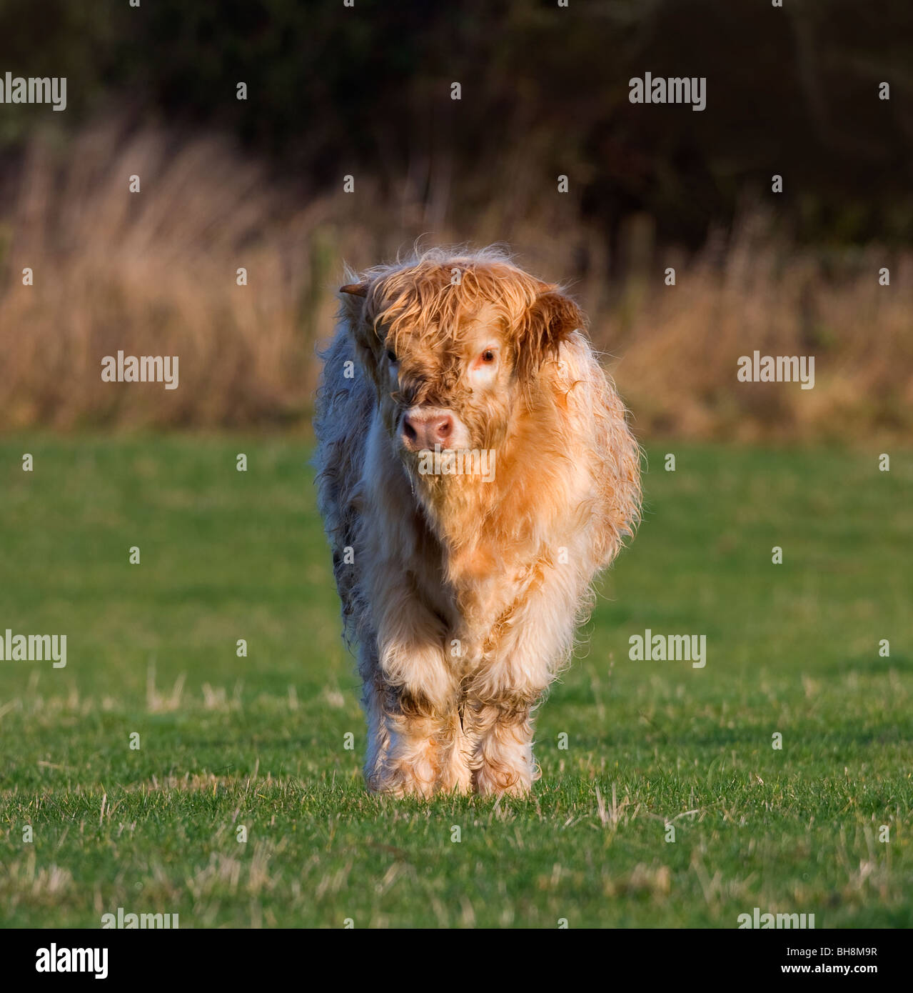 Longhorn Cattle Calf Stock Photo - Alamy