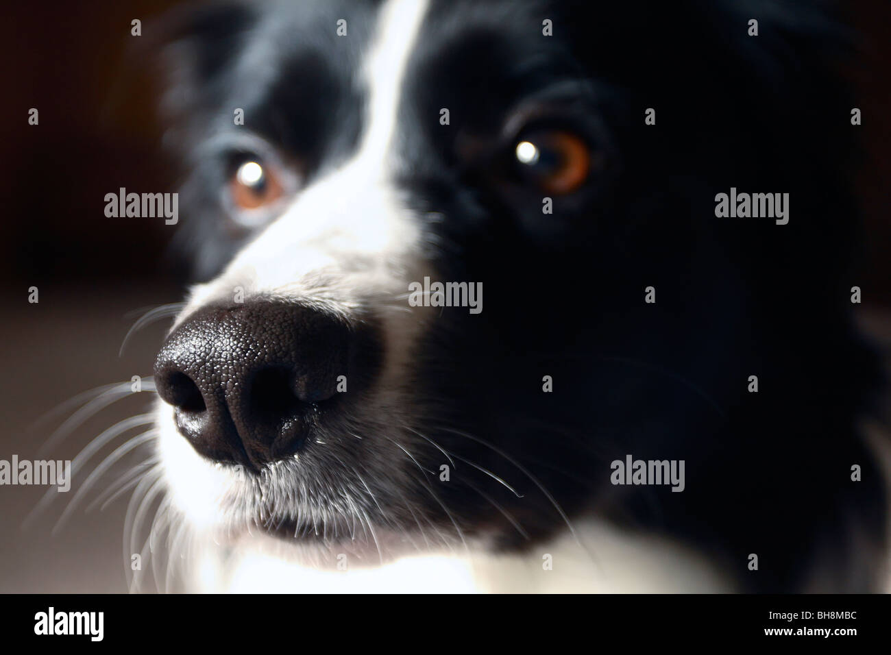 closeup of Border Collie face Stock Photo - Alamy