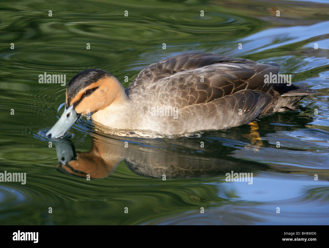 Philippine Duck, Anas luzonica, Anatidae. Rare Duck from the ...