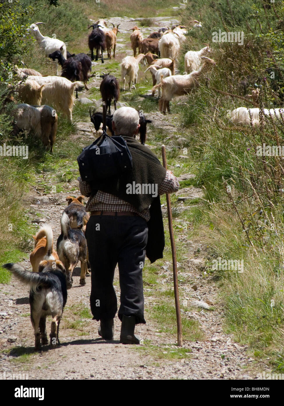 Santiago animals hi-res stock photography and images - Alamy