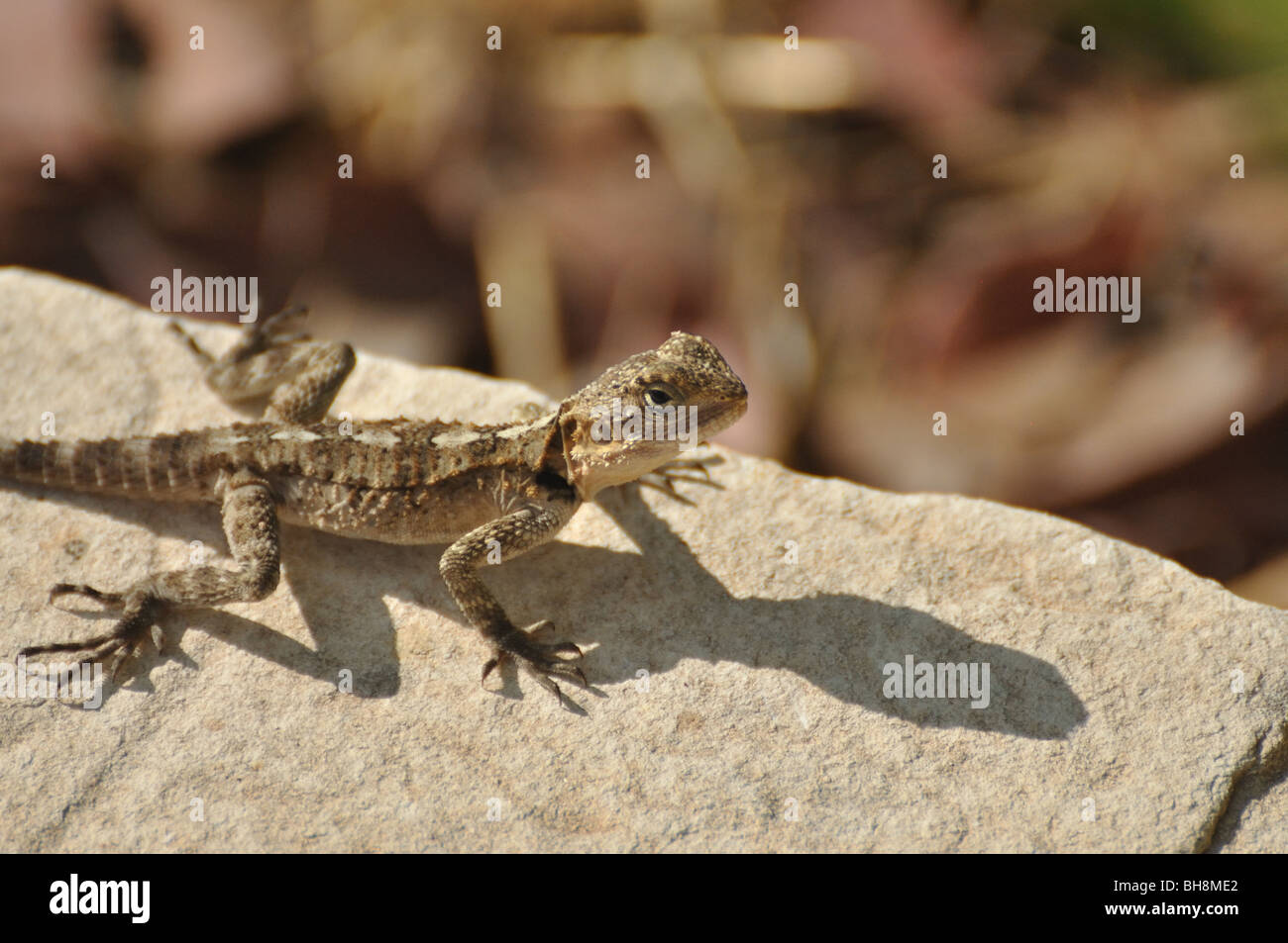 Agama lizard cyprus hi-res stock photography and images - Alamy