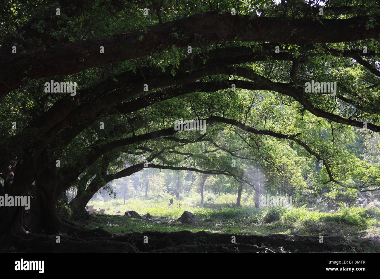 Trees lined in forrest Stock Photo - Alamy