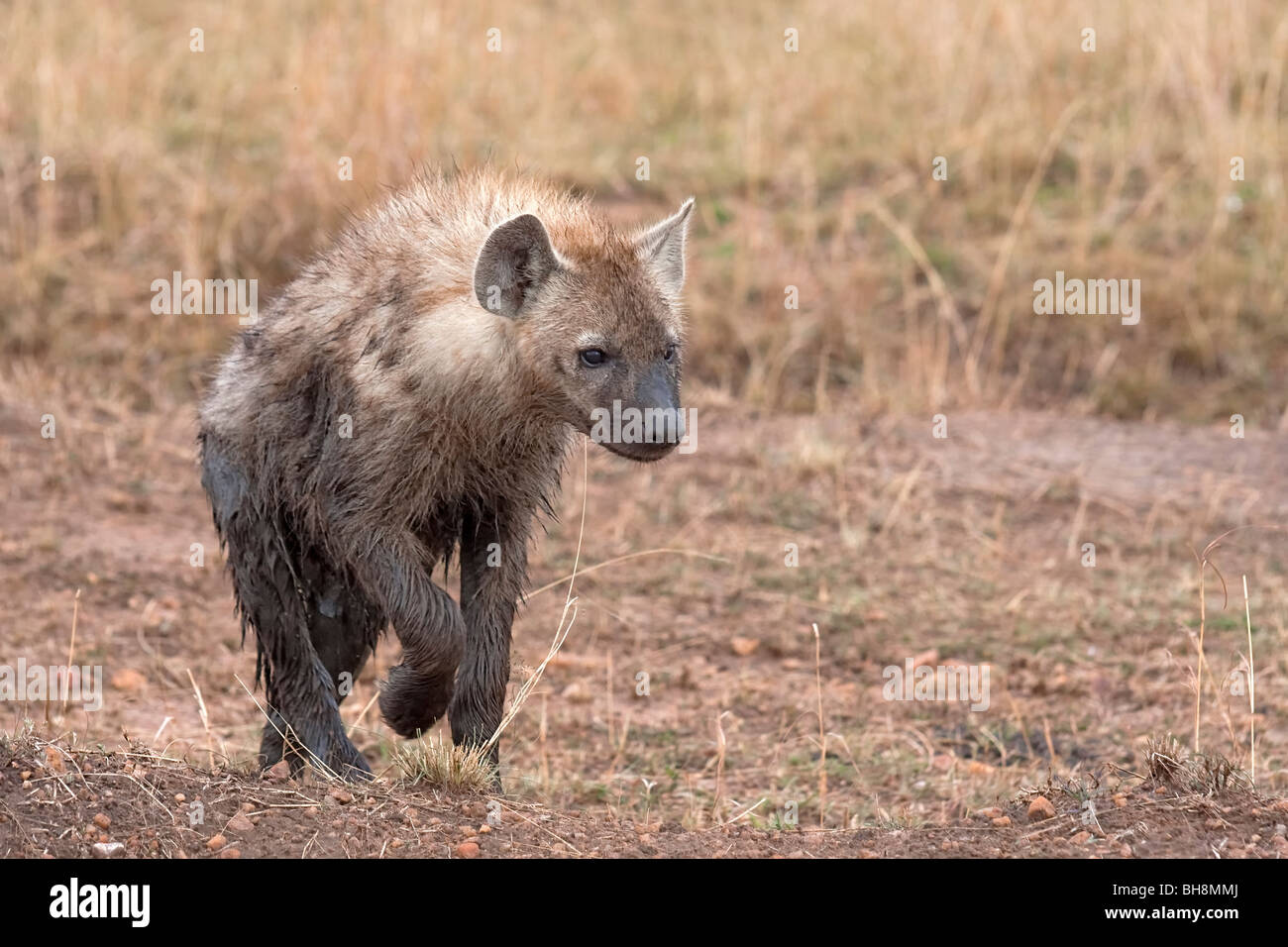 Sub-adult Spotted Hyena resting Stock Photo - Alamy