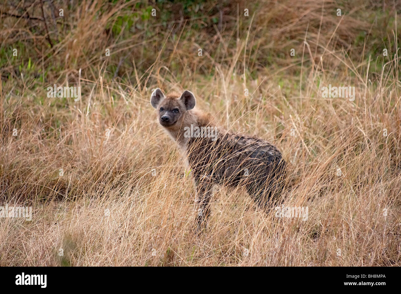 Sub adult spotted hyena hi-res stock photography and images - Alamy