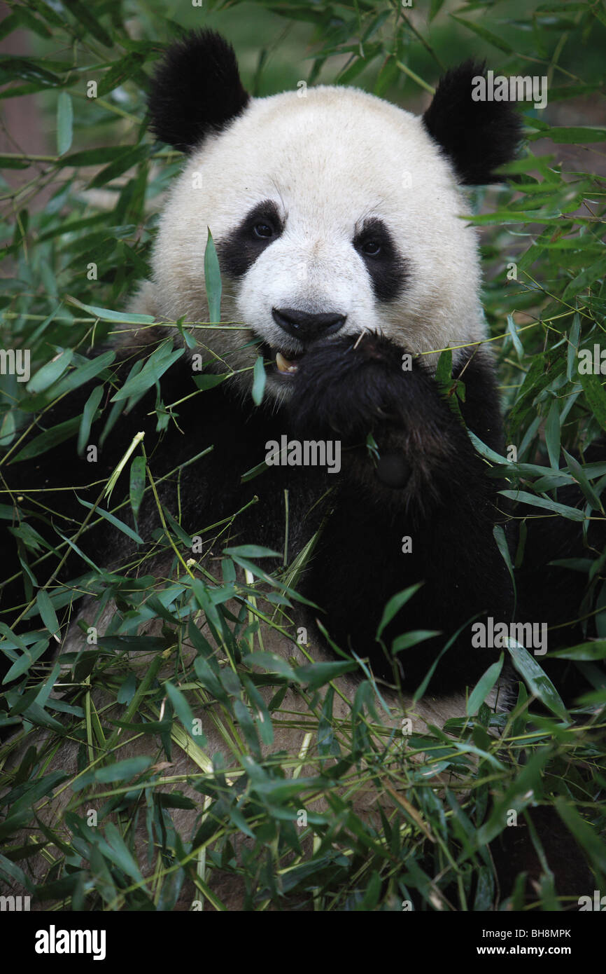Chinese panda hi-res stock photography and images - Alamy