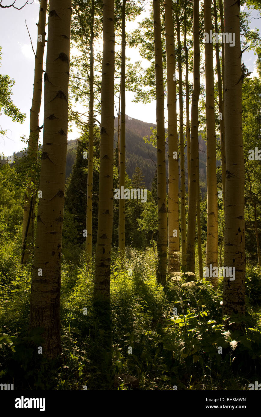 Rockies forest hi-res stock photography and images - Alamy