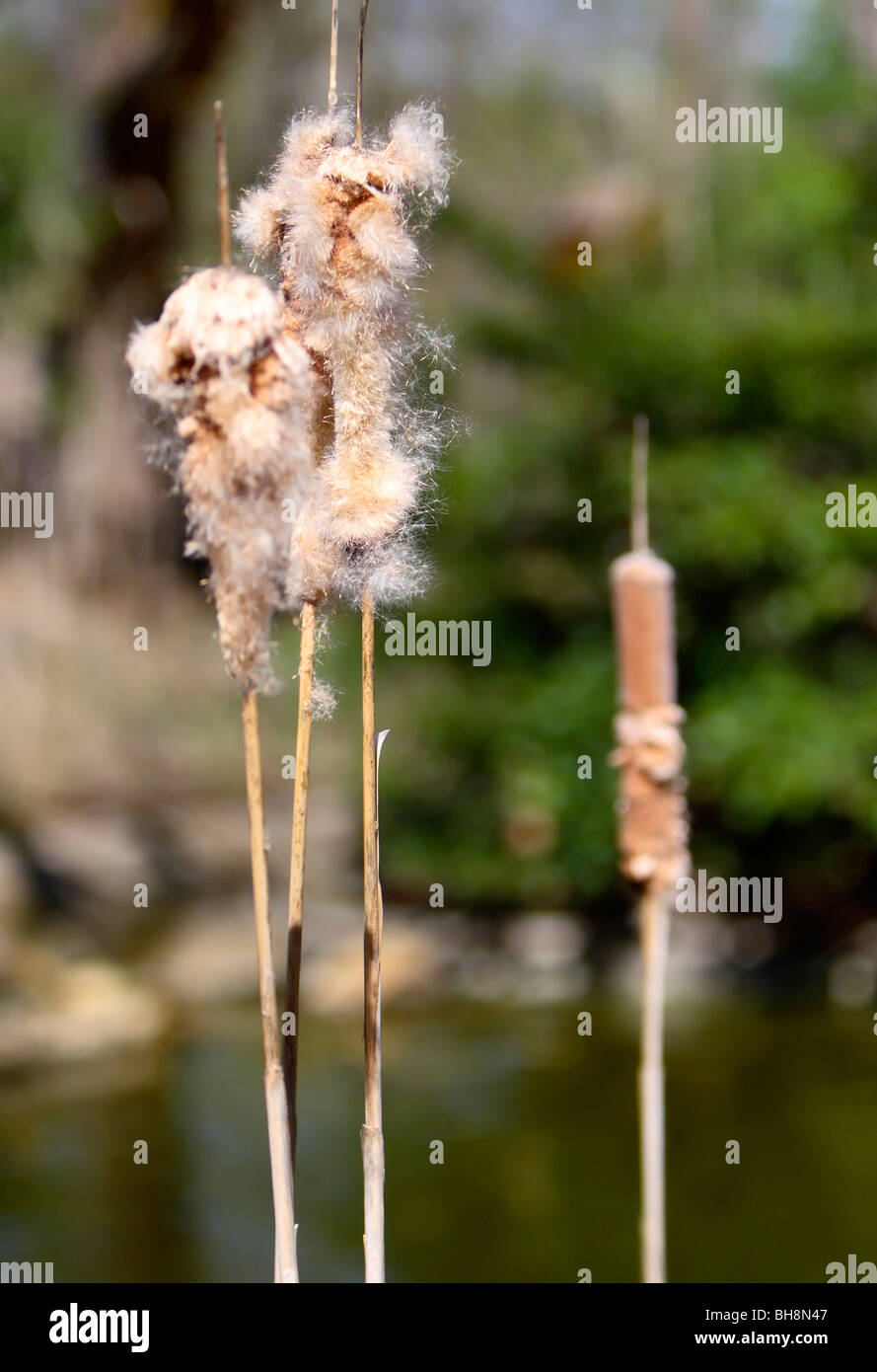 Cattails (Typha latifolia Stock Photo - Alamy