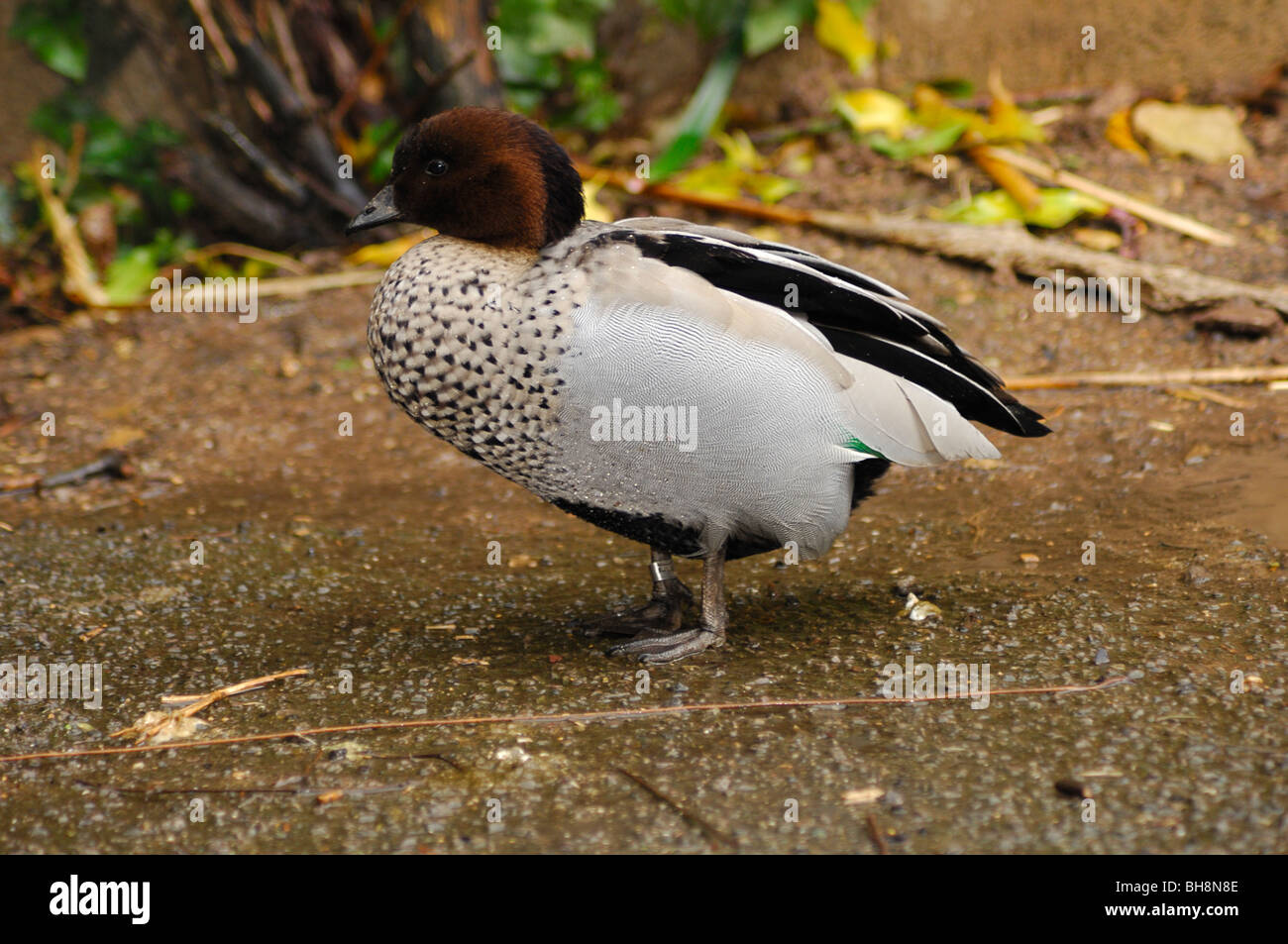 Maned duck hi-res stock photography and images - Alamy