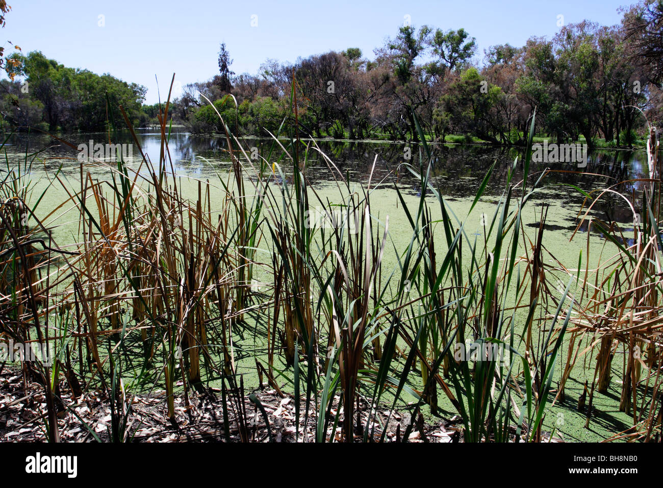 Tall grass and algae in Canning River at Canning River Regional Park ...