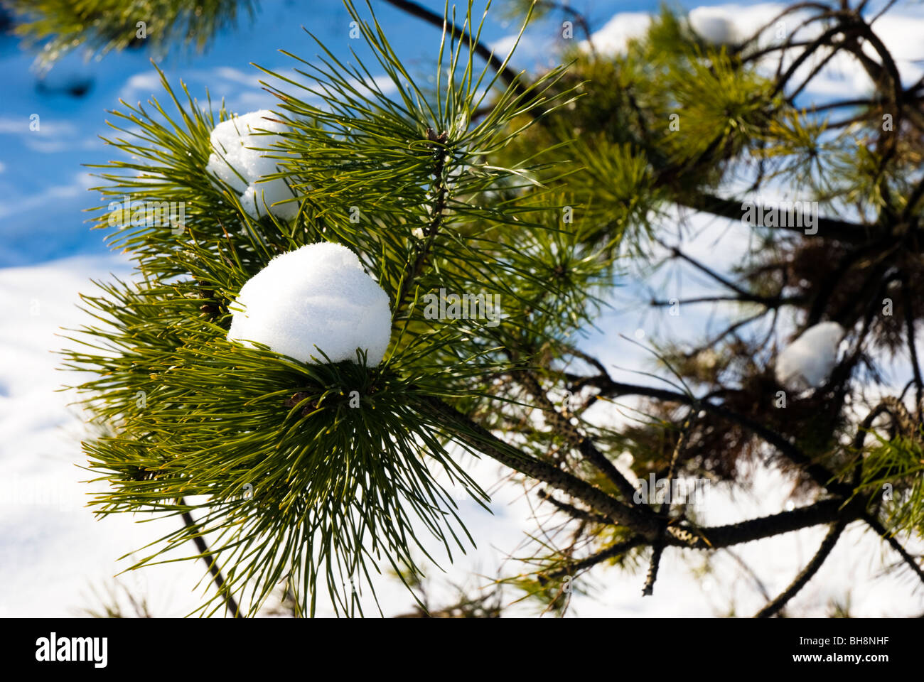 Winter pine tree hi-res stock photography and images - Alamy