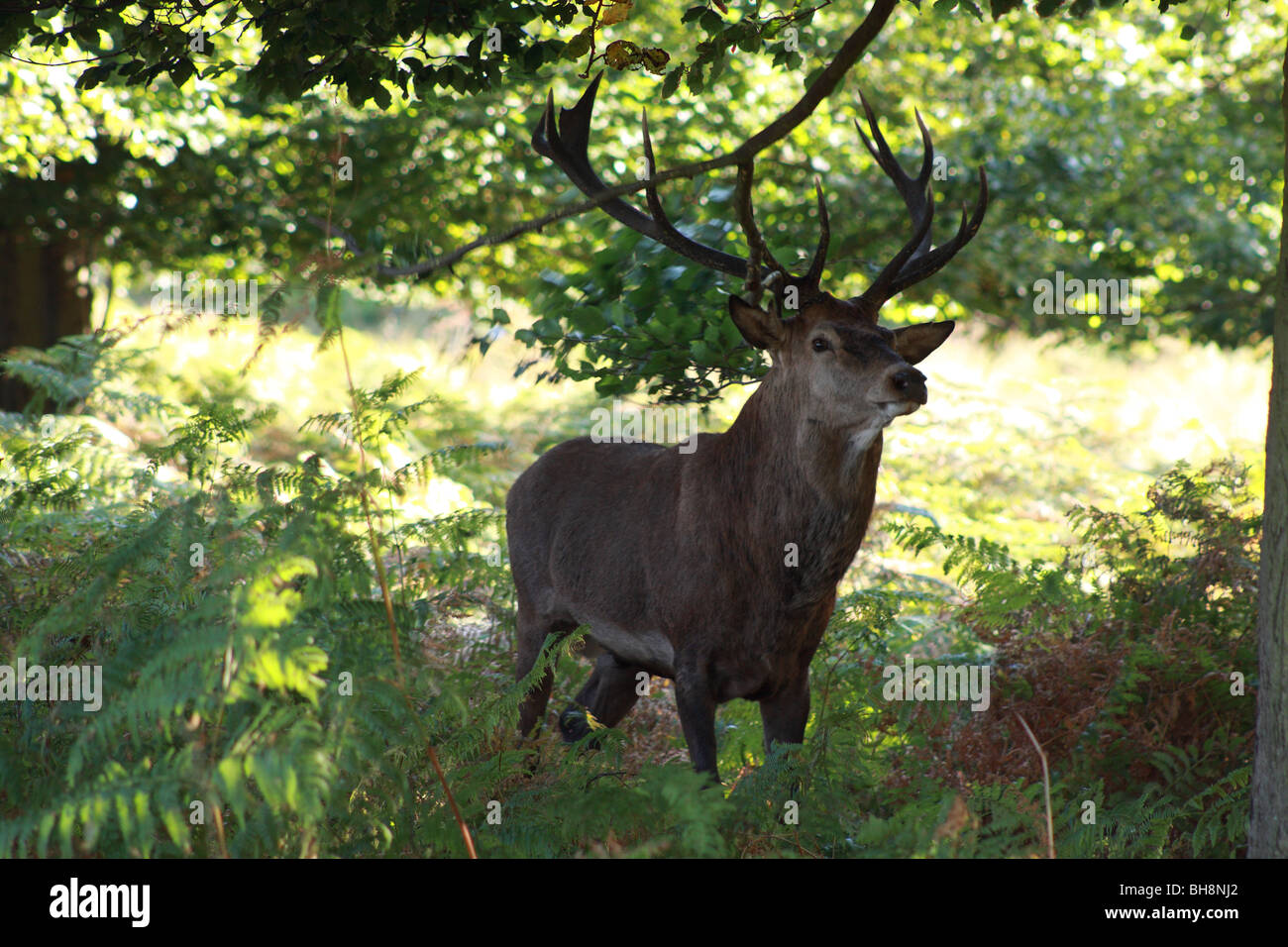 RED DEER ( CERVUS ELAPHUS Stock Photo - Alamy