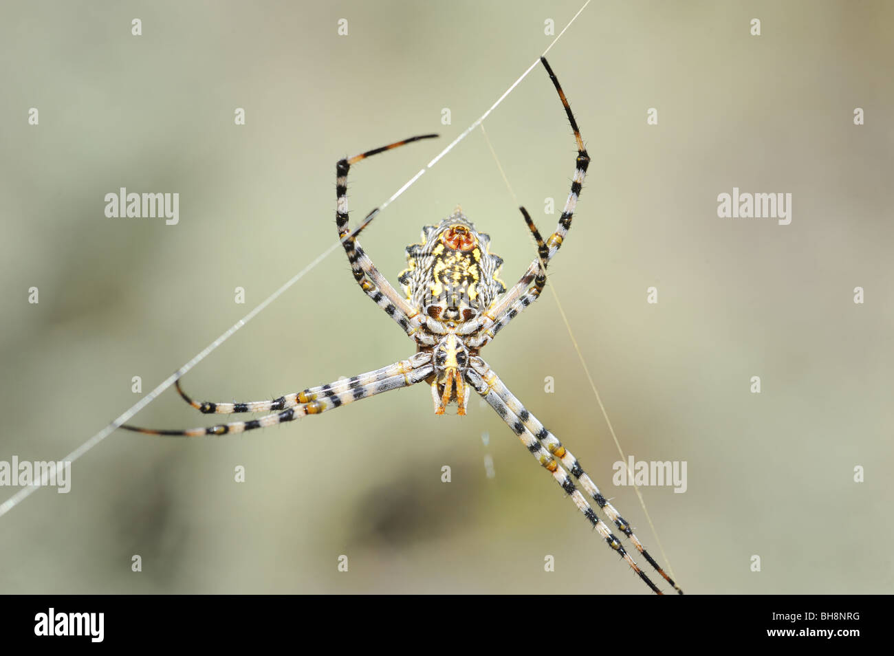 Female Garden Orb-web spider Stock Photo - Alamy