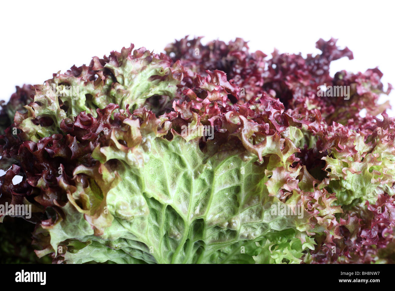 Lollo Rosso Stock Photos & Lollo Rosso Stock Images - Alamy